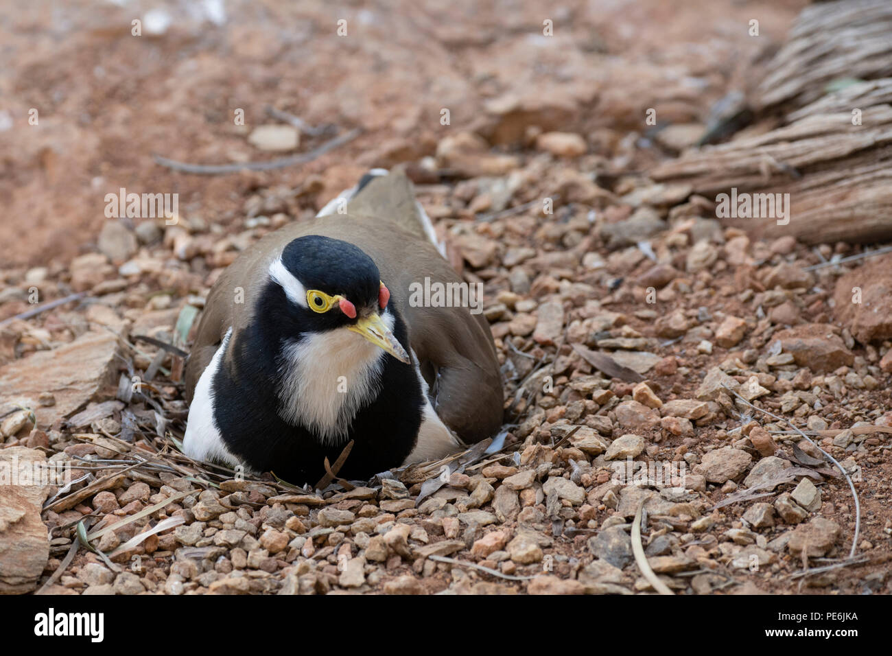 Lapwing egg hi-res stock photography and images - Alamy