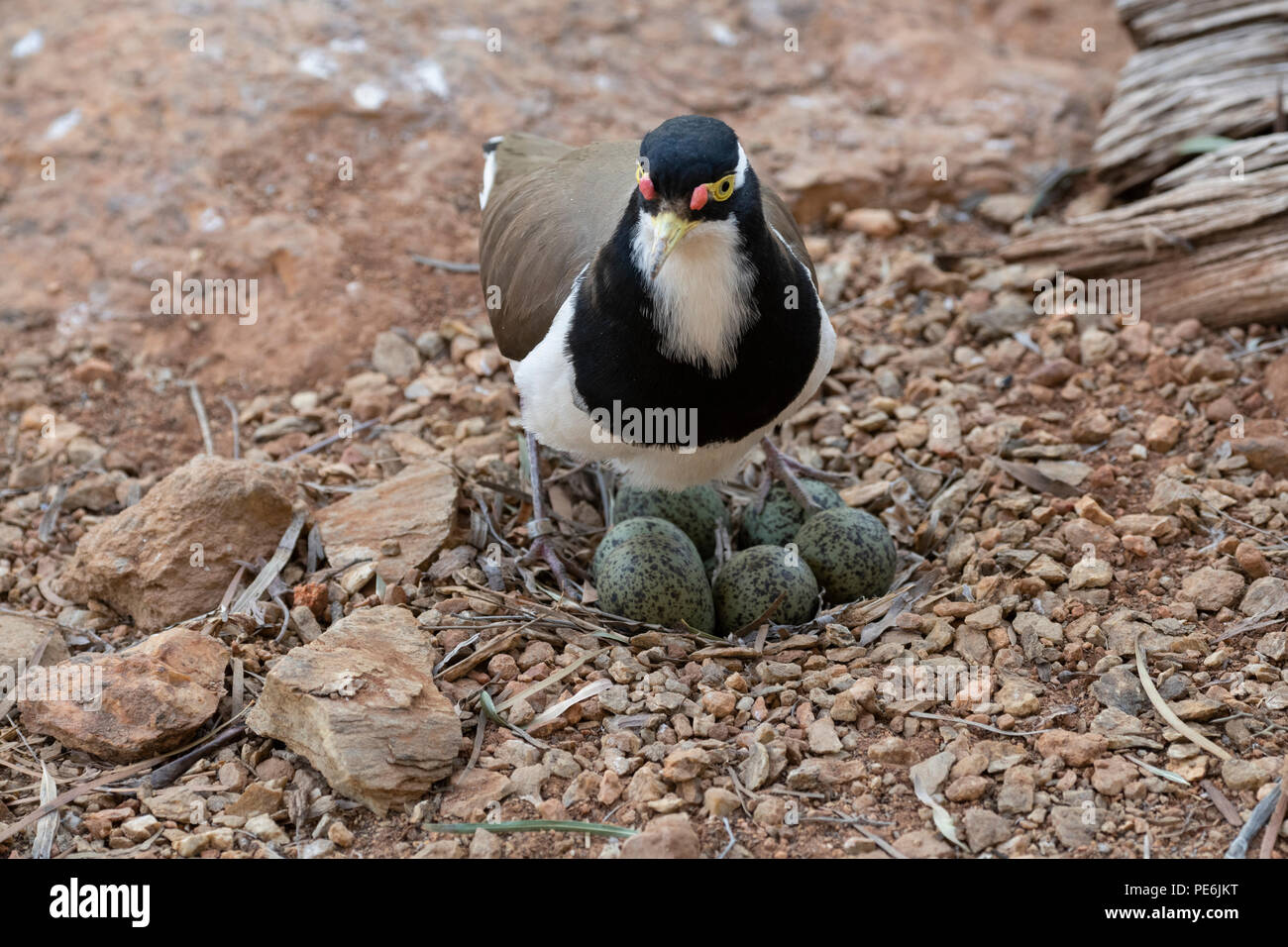 Northern lapwing egg hi-res stock photography and images - Alamy
