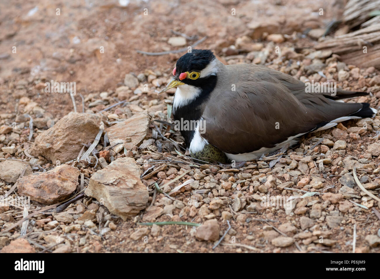 Northern lapwing egg hi-res stock photography and images - Alamy