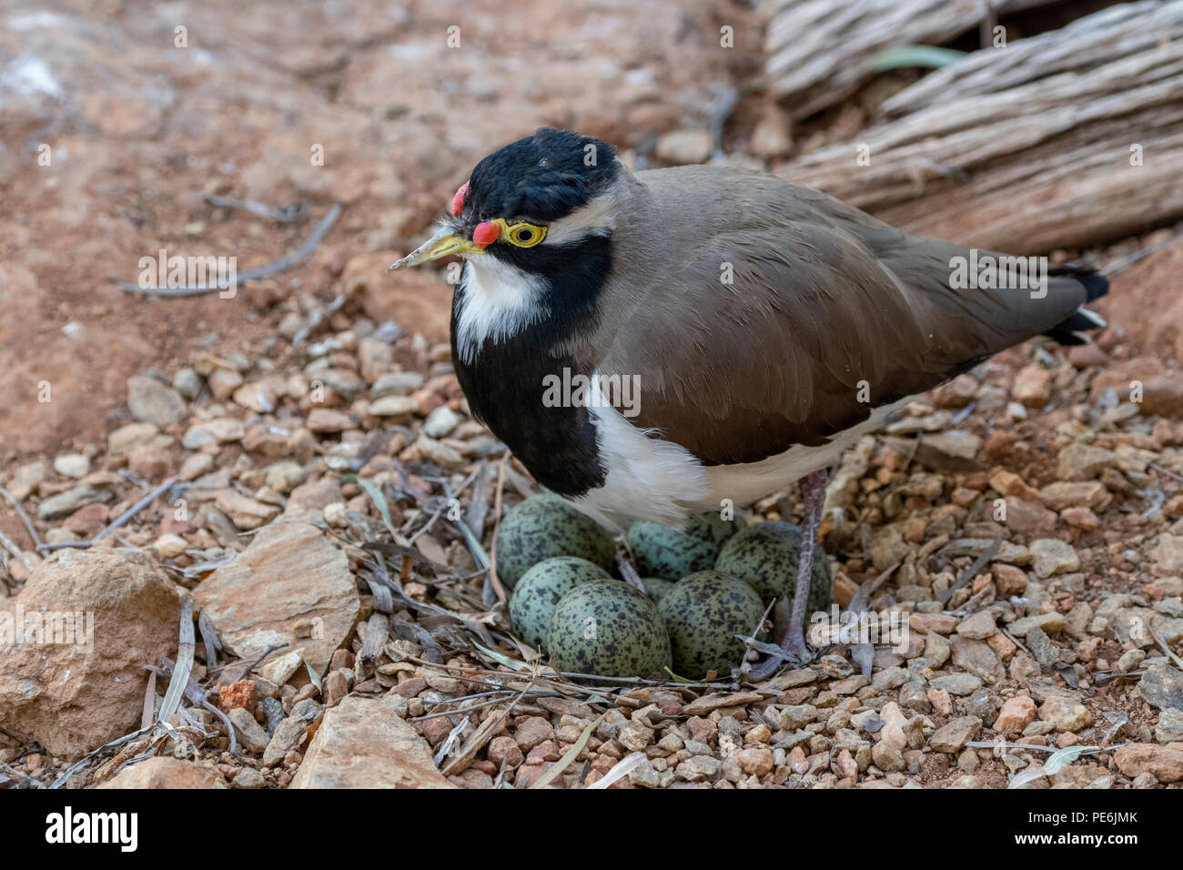 Northern lapwing egg hi-res stock photography and images - Alamy
