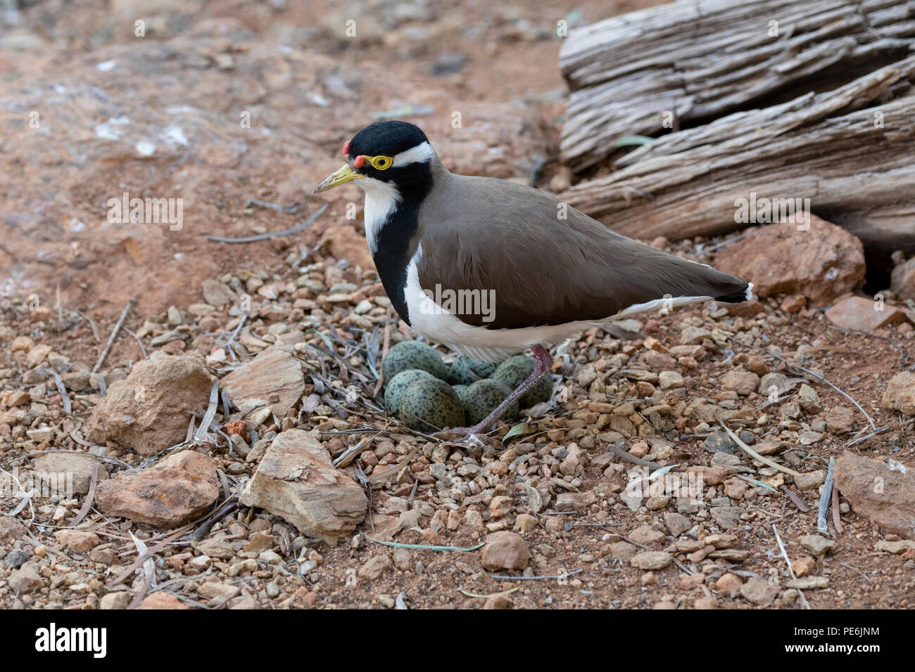 Northern lapwing egg hi-res stock photography and images - Alamy