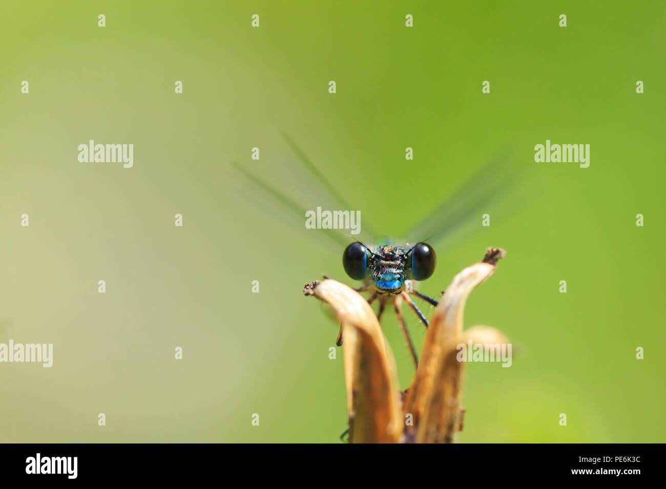 Detail closeup of a western willow emerald damselfly, Chalcolestes ...