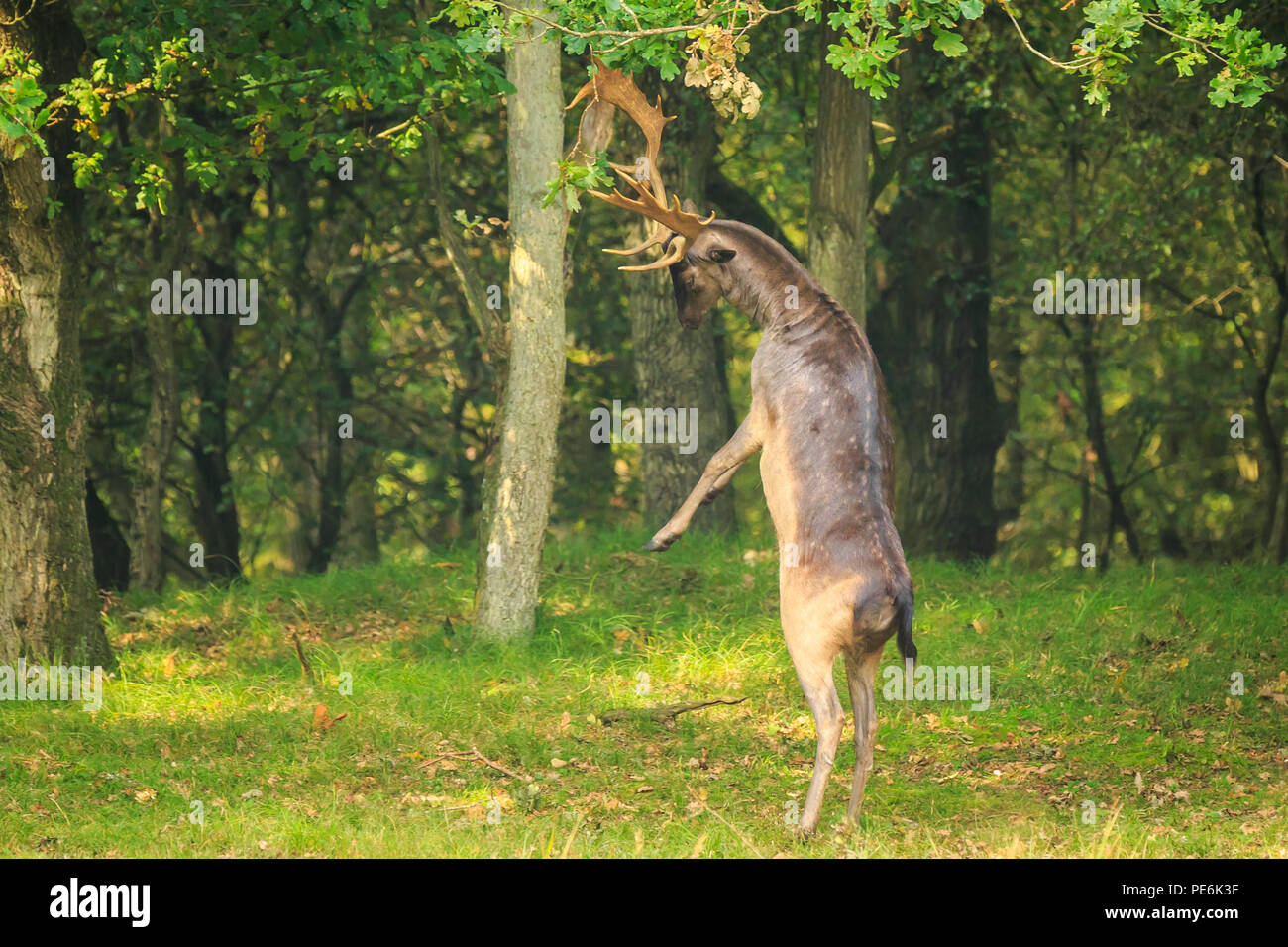 Stag stand hi-res stock photography and images - Alamy