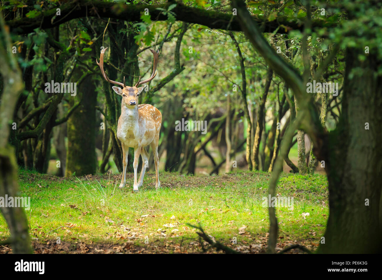 Big Fallow deer buck, Dama Dama, with large antlers walking in a green ...