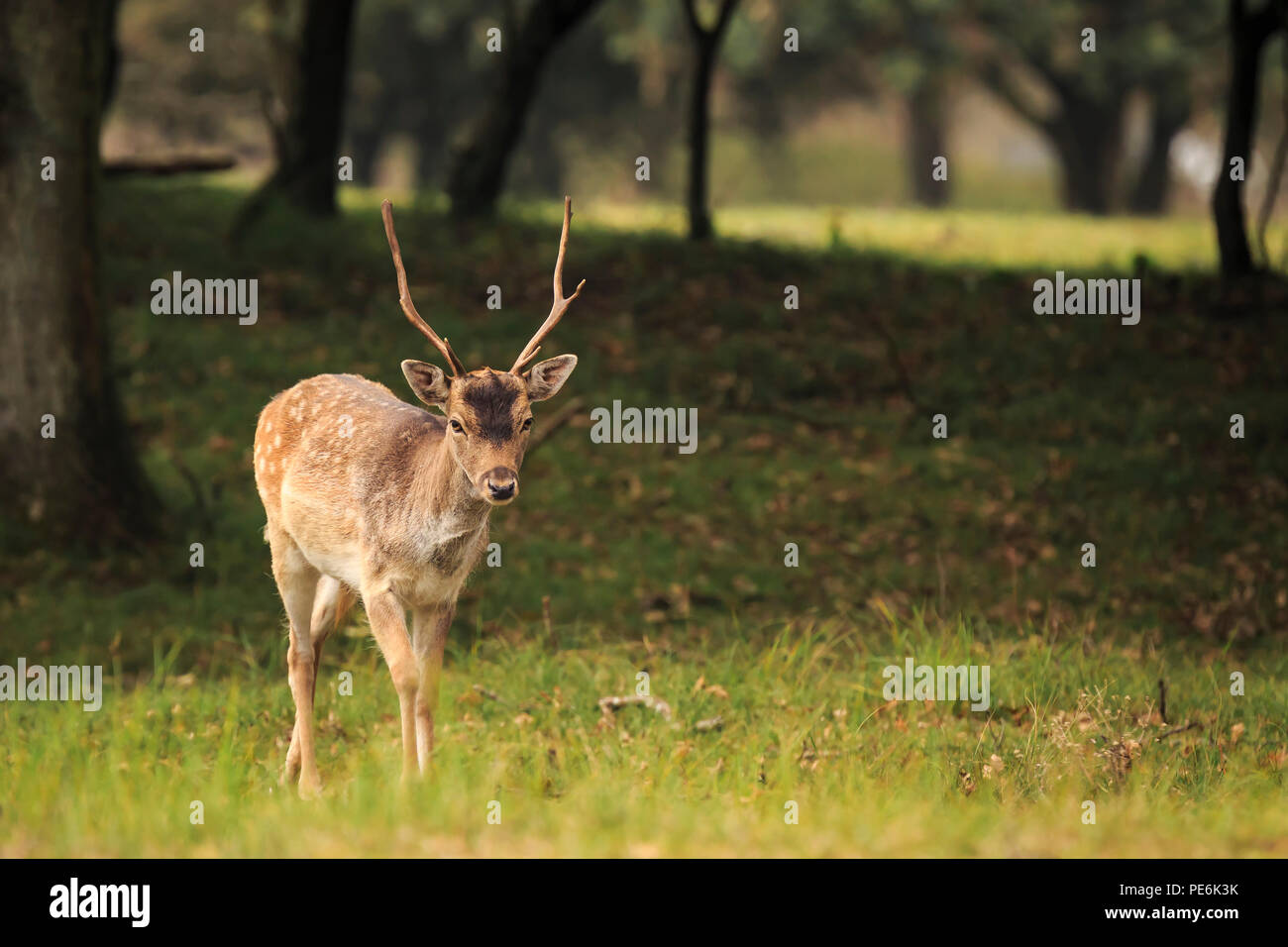 Juvenile buck male fallow deer hi-res stock photography and images - Alamy