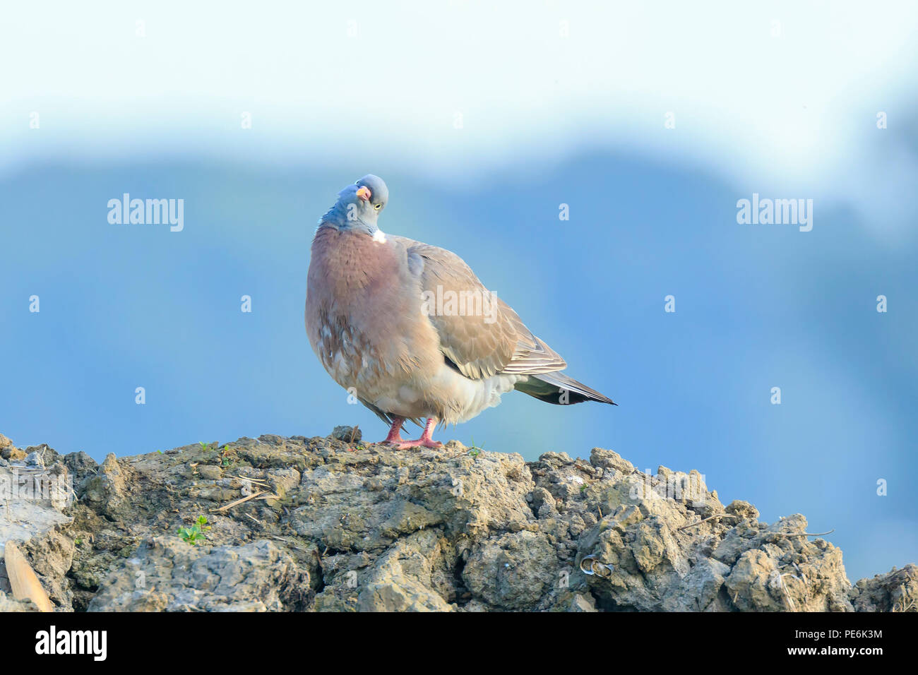 Hill pigeon hi-res stock photography and images - Alamy