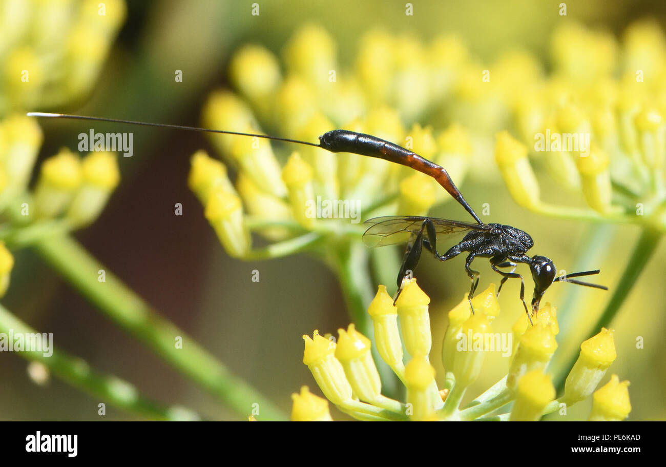 A female parasitic wasp (Gasteruption jaculator) feeds on nectar on a ...