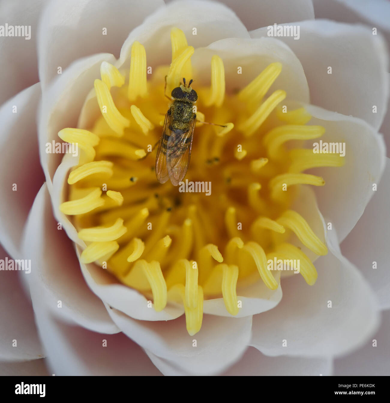 Pollination pollinator hi-res stock photography and images - Alamy