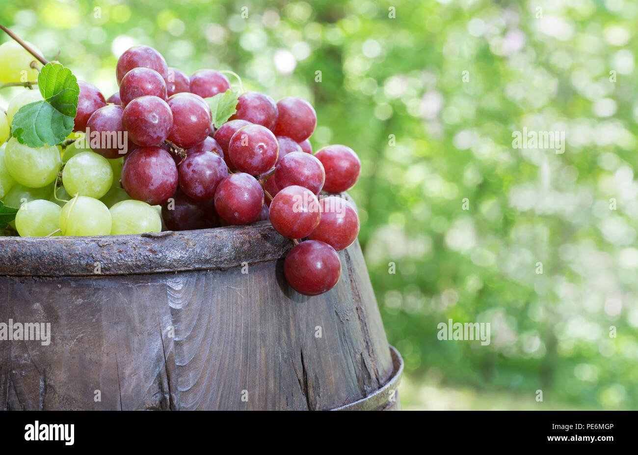 Fresh red and green grapes on top of an old wine barrel with a bright ...