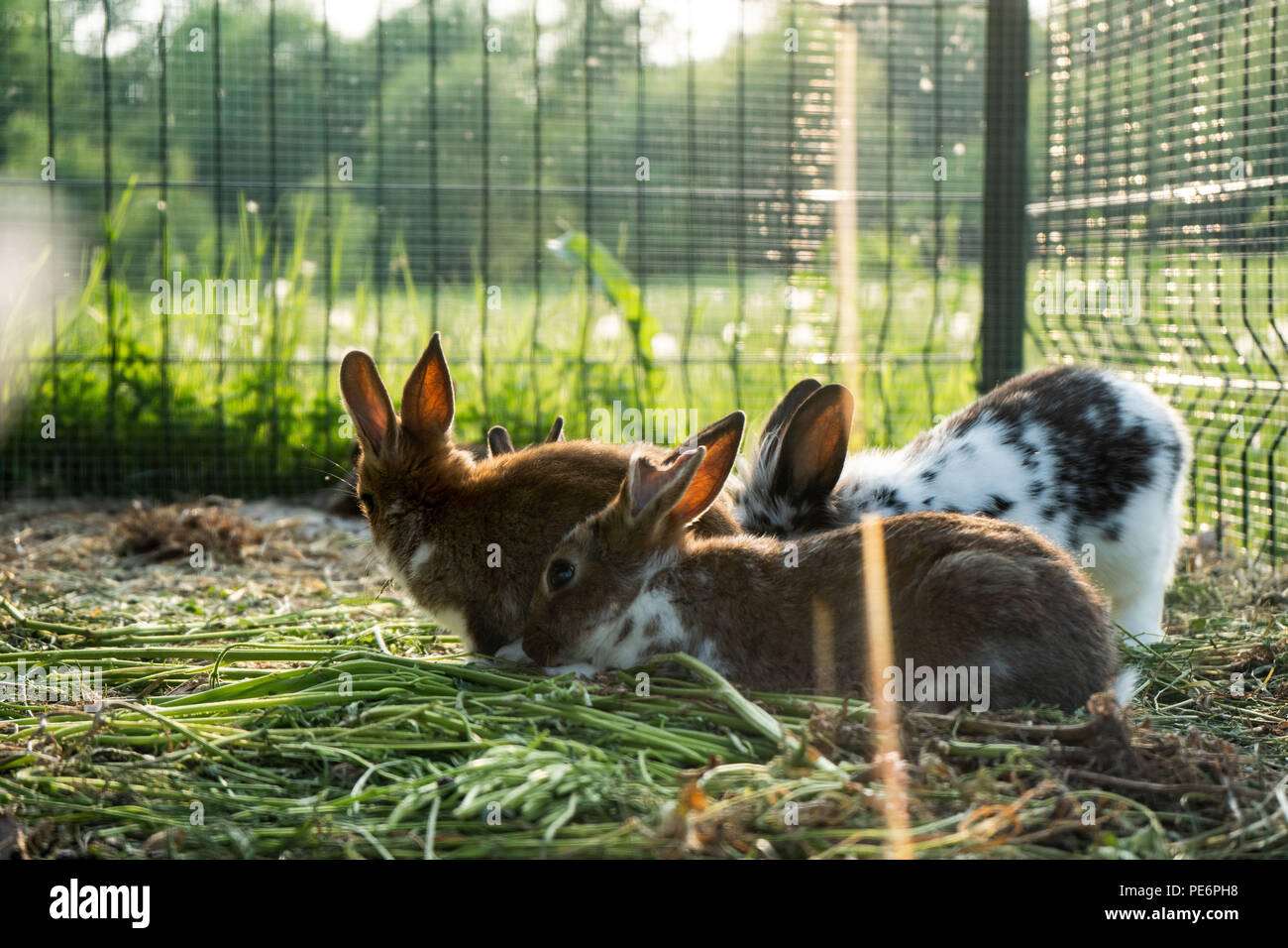Rabbit in a cage rabbits in cage counter light evening, cage Stock ...