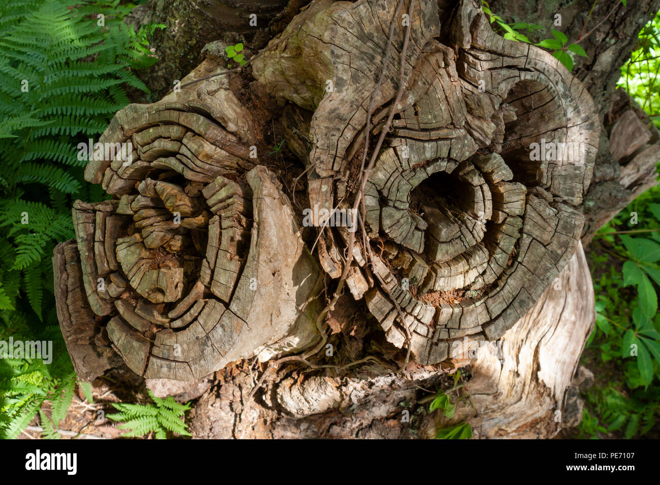 Cross section of tree stumps on a forked tree, with weathered and ...