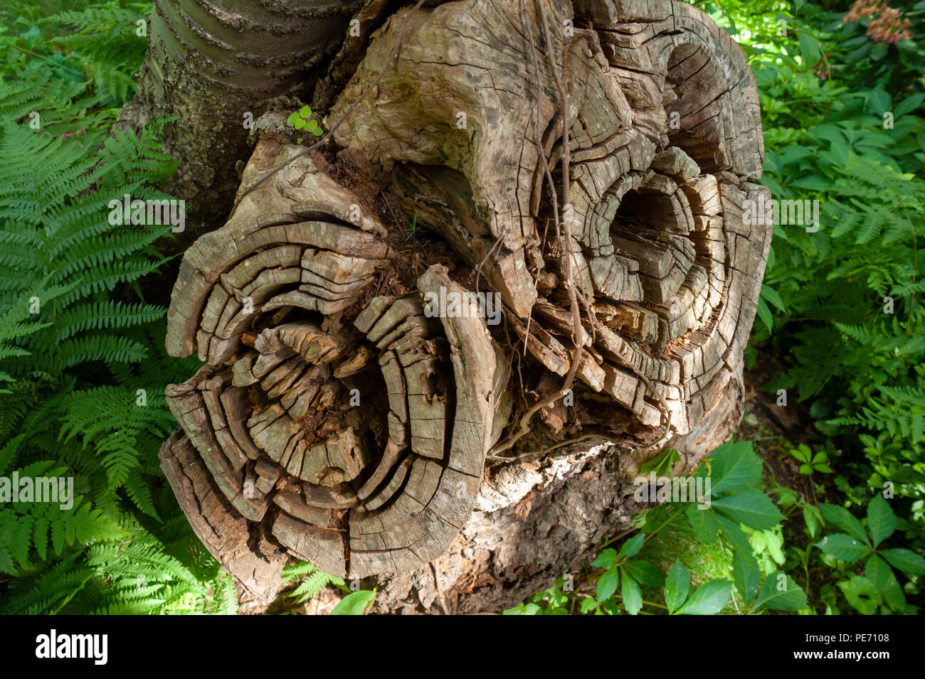 Cross section of tree stumps on a forked tree, with weathered and ...