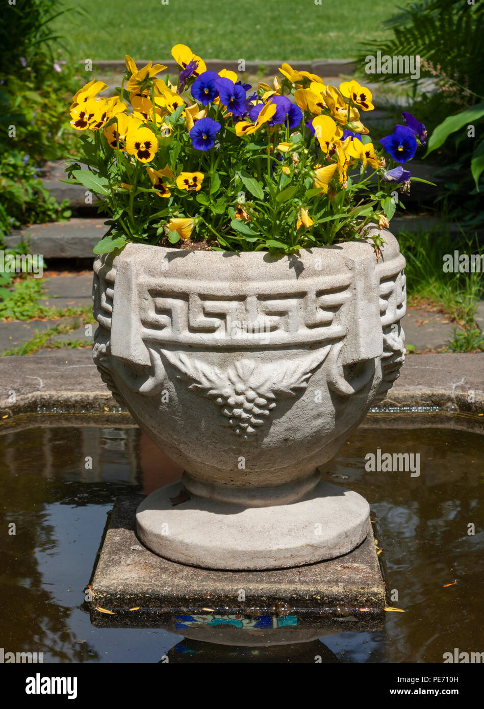Pansies in a stone planter, in the middle of a formal garden fountain ...
