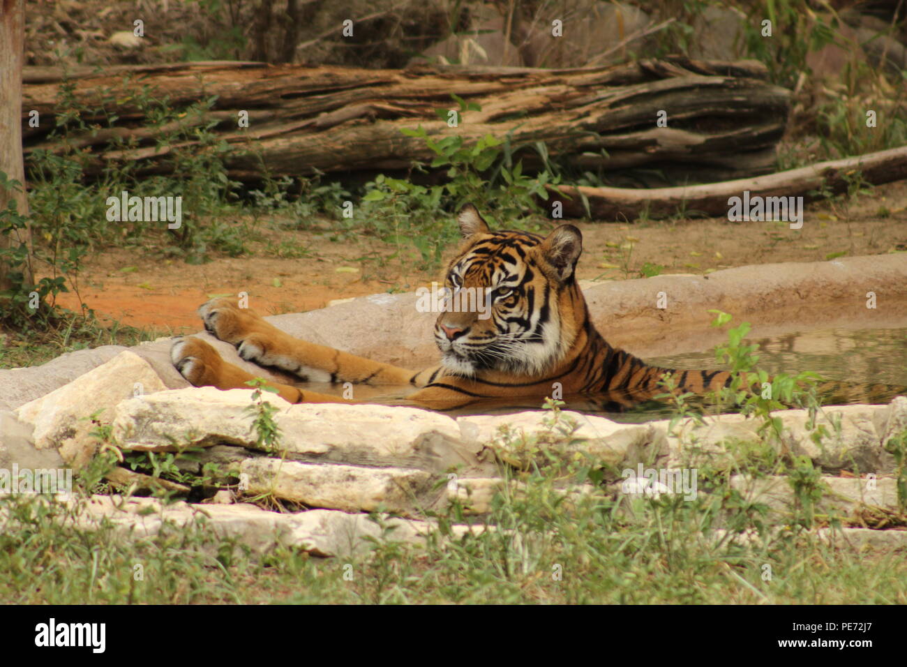 Tiger cooling off hi-res stock photography and images - Alamy