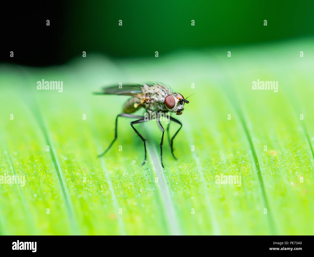 Exotic Drosophila Fruit Fly Diptera Insect on Green Leaf Stock Photo ...