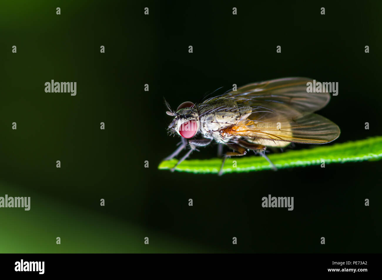 Exotic Drosophila Fruit Fly Diptera Insect on Green Grass Stock Photo ...