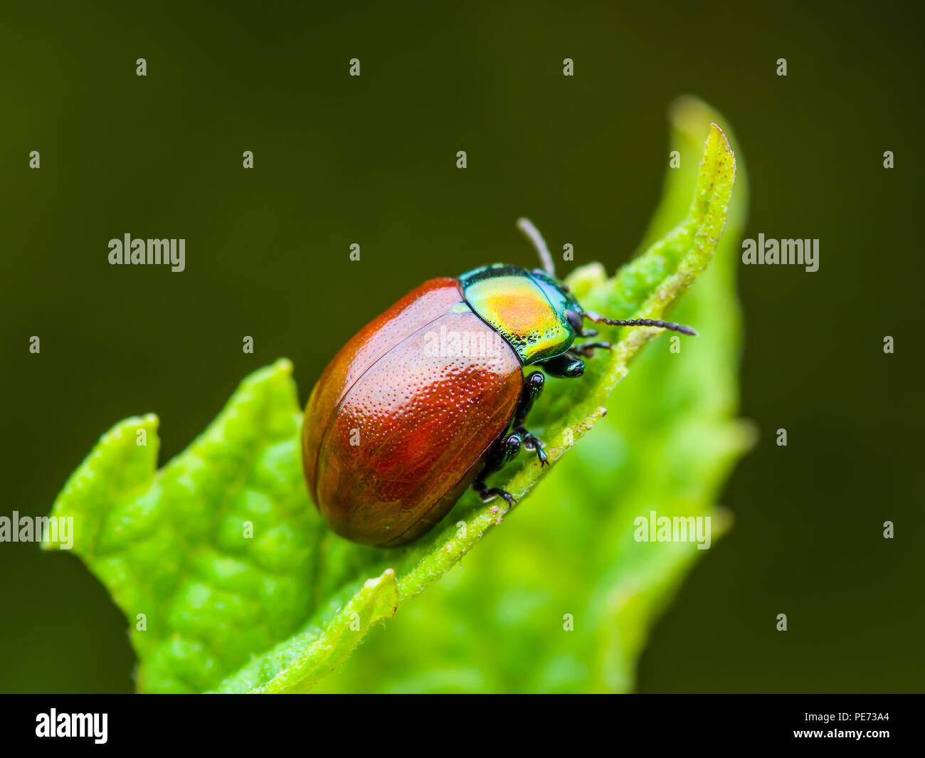 Chrysolina Coerulans Red Mint Leaf Beetle Insect Crawling on Green Leaf ...