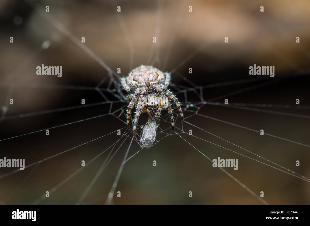 Spider and Prey Web Trap on Dark Background Stock Photo - Alamy