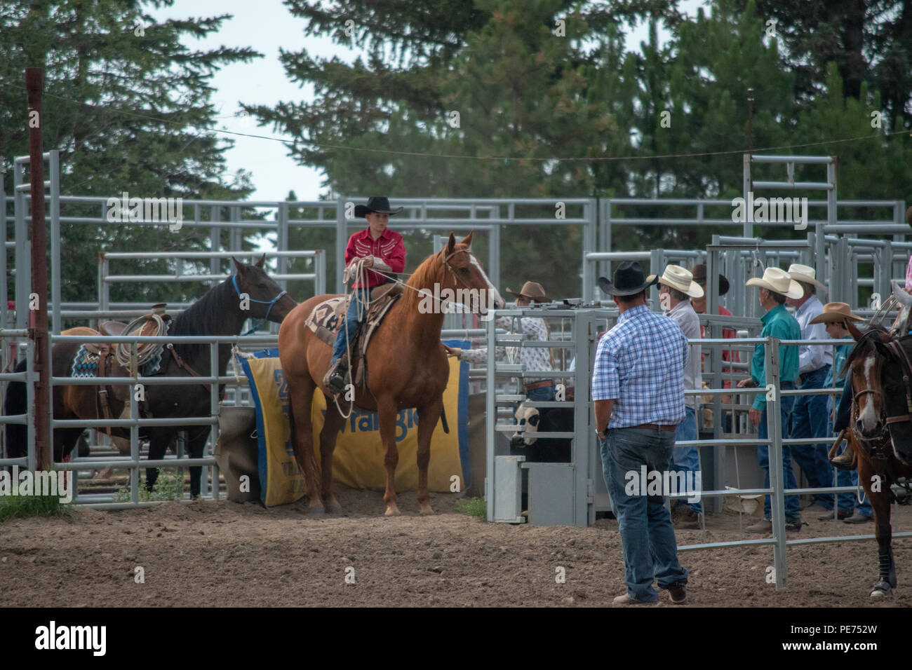Breakaway Calf Roping at the Nanton Nite Rodeo, Nanton, Alberta, Canada ...