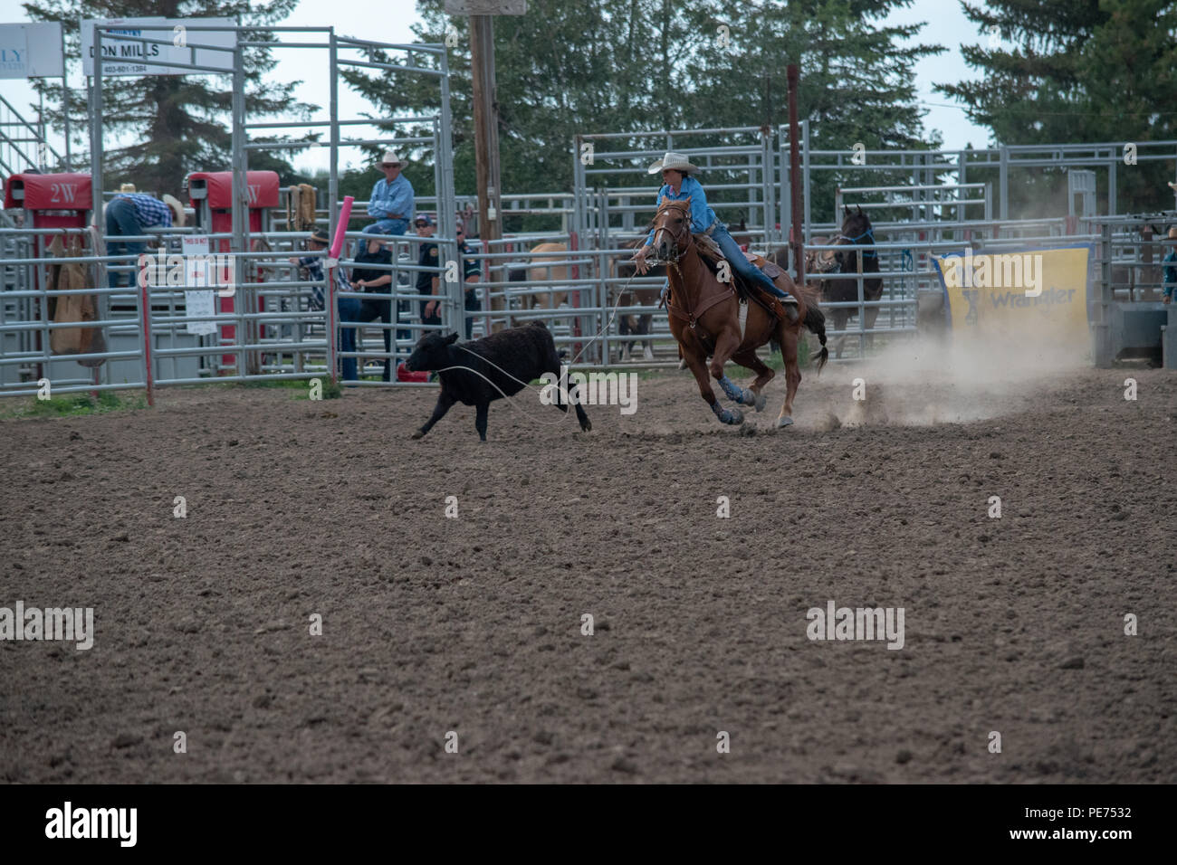 Cowgirl roping calf hi-res stock photography and images - Alamy
