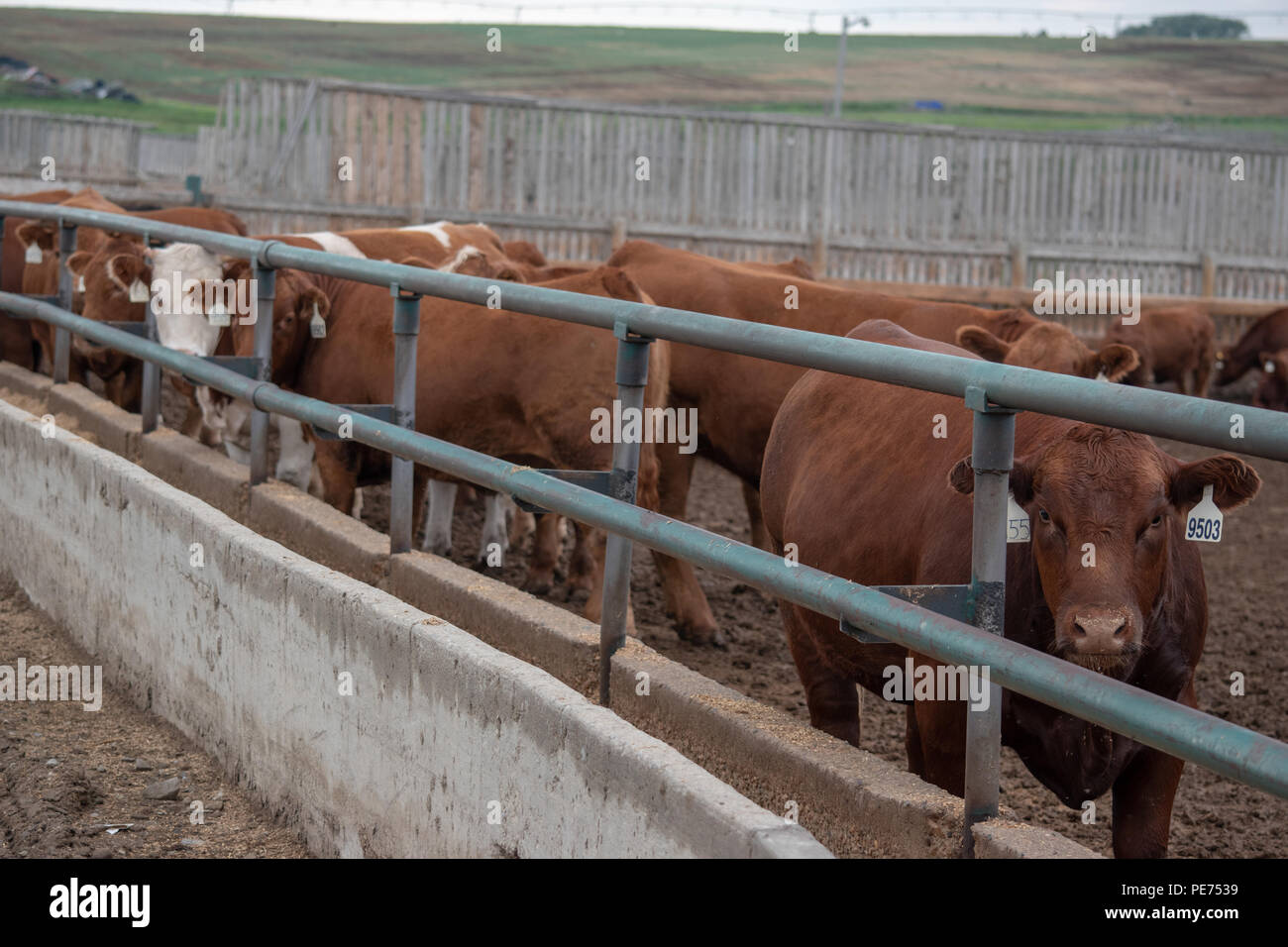 Cattle feedlot canada hi-res stock photography and images - Alamy