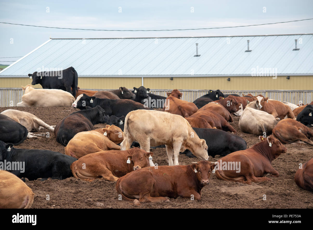 Cattle feedlot canada hi-res stock photography and images - Alamy