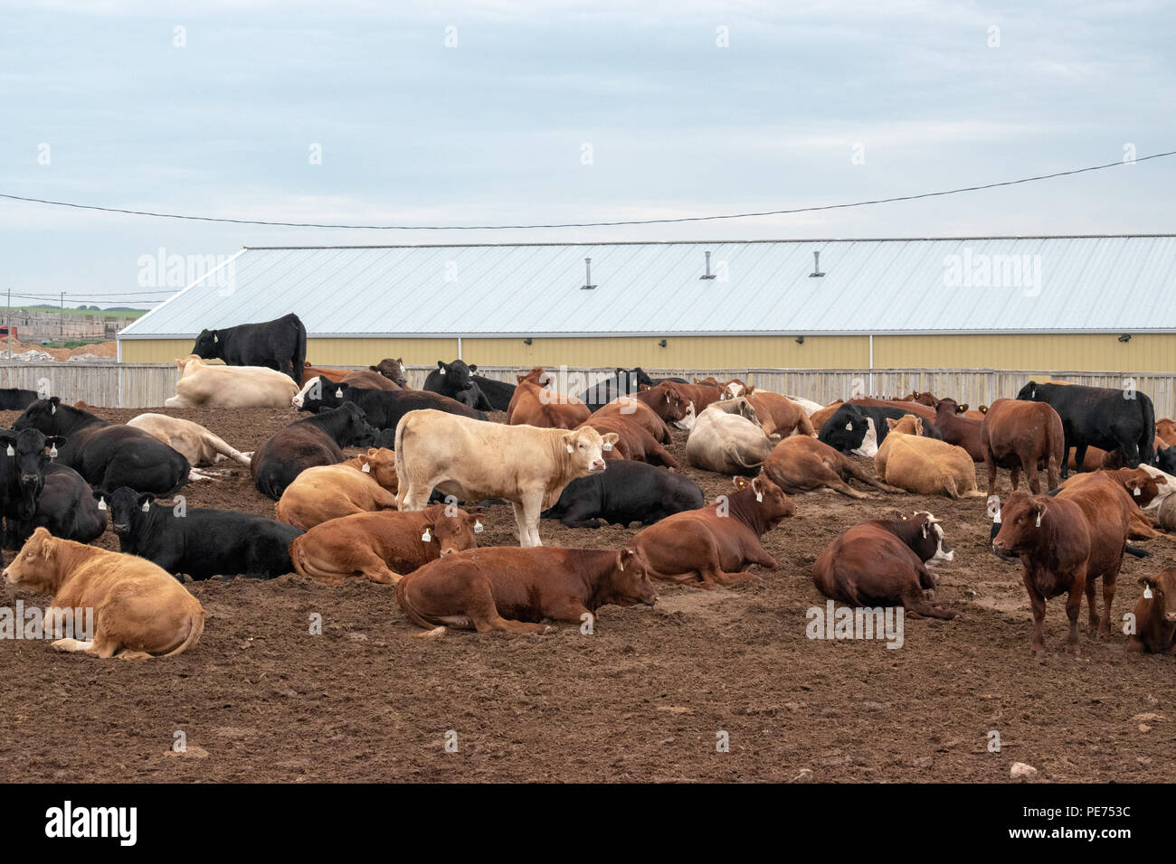 Cattle feedlot canada hi-res stock photography and images - Alamy