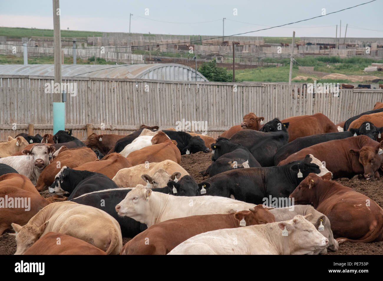 Cattle feedlot canada hi-res stock photography and images - Alamy