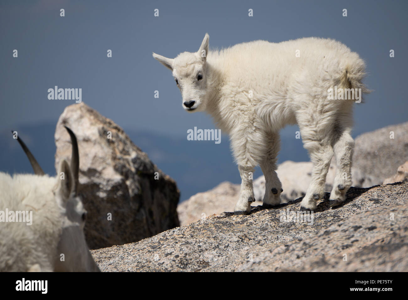 Goat reproduction animal hi-res stock photography and images - Alamy