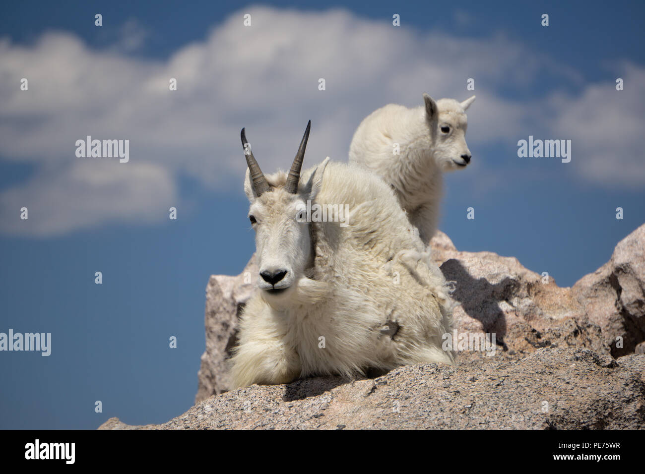 Goat reproduction animal hi-res stock photography and images - Alamy