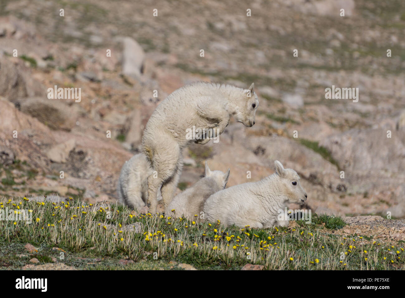 Young goats on Mount Evans, in Colorado Stock Photo - Alamy