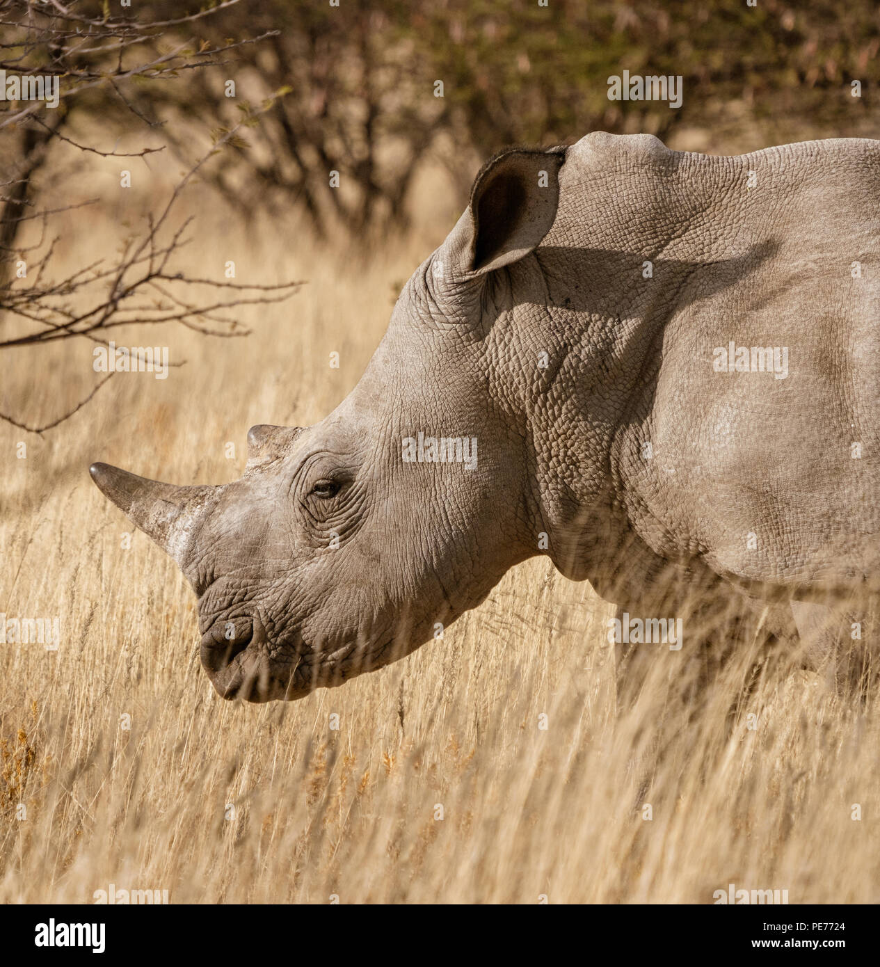 Single white rhinoceros stands on a dirt road in Namibia Stock Photo ...