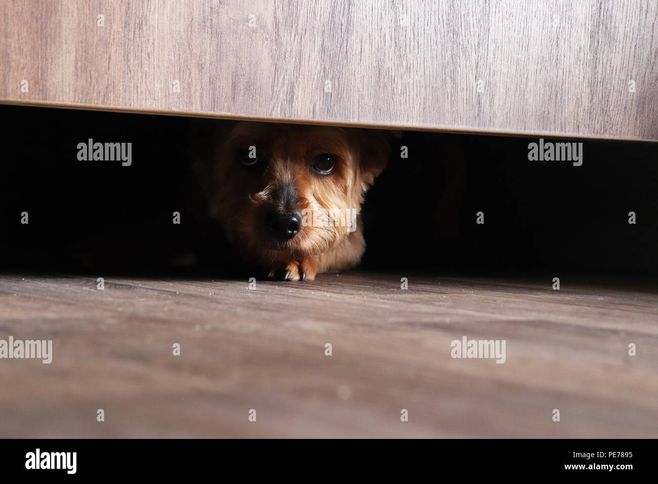 Shadow house hiding hi-res stock photography and images - Alamy