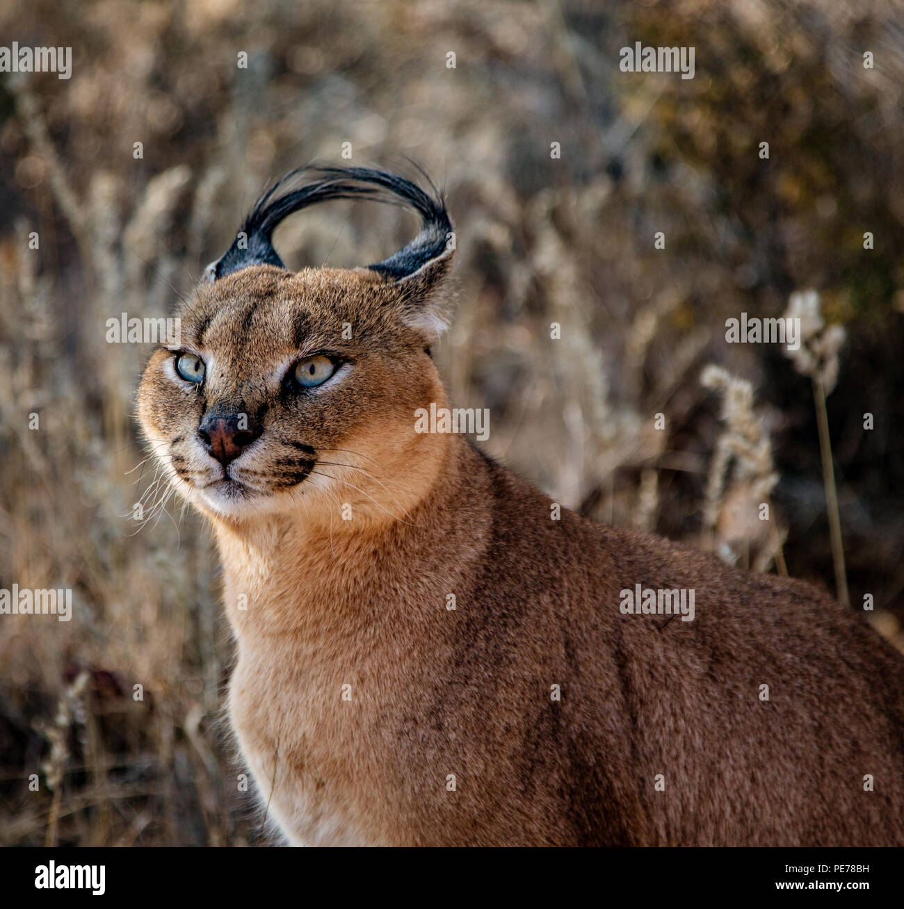 Caracal cat scans his surroundings for food Stock Photo - Alamy