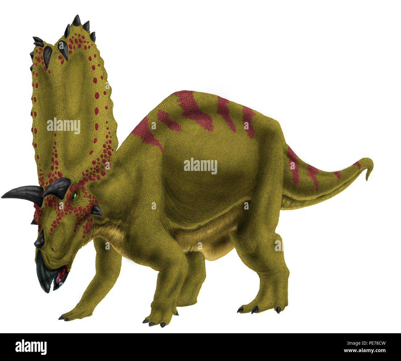 Pentaceratops hi-res stock photography and images - Alamy