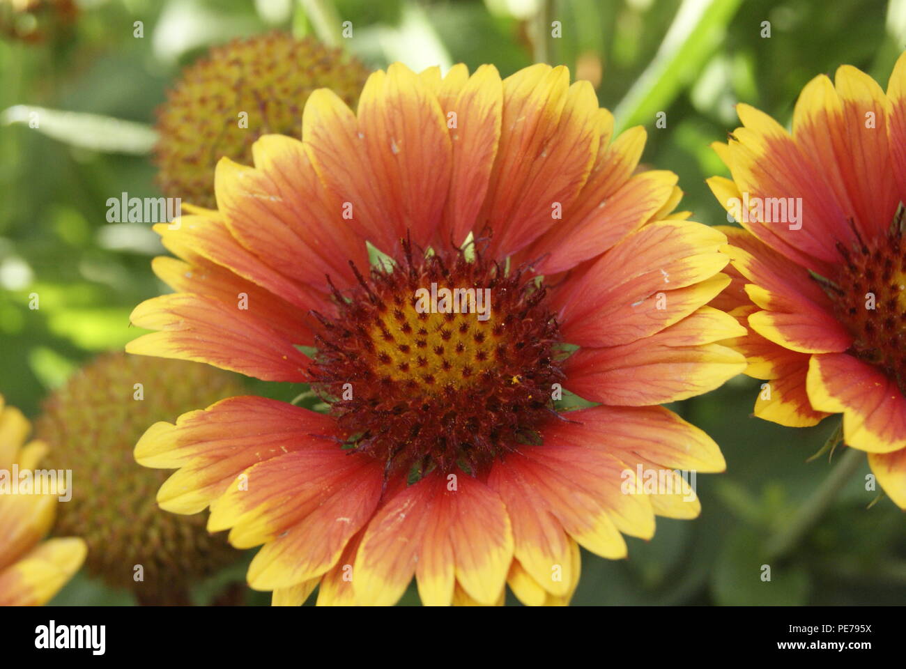 fleurs de France Stock Photo - Alamy