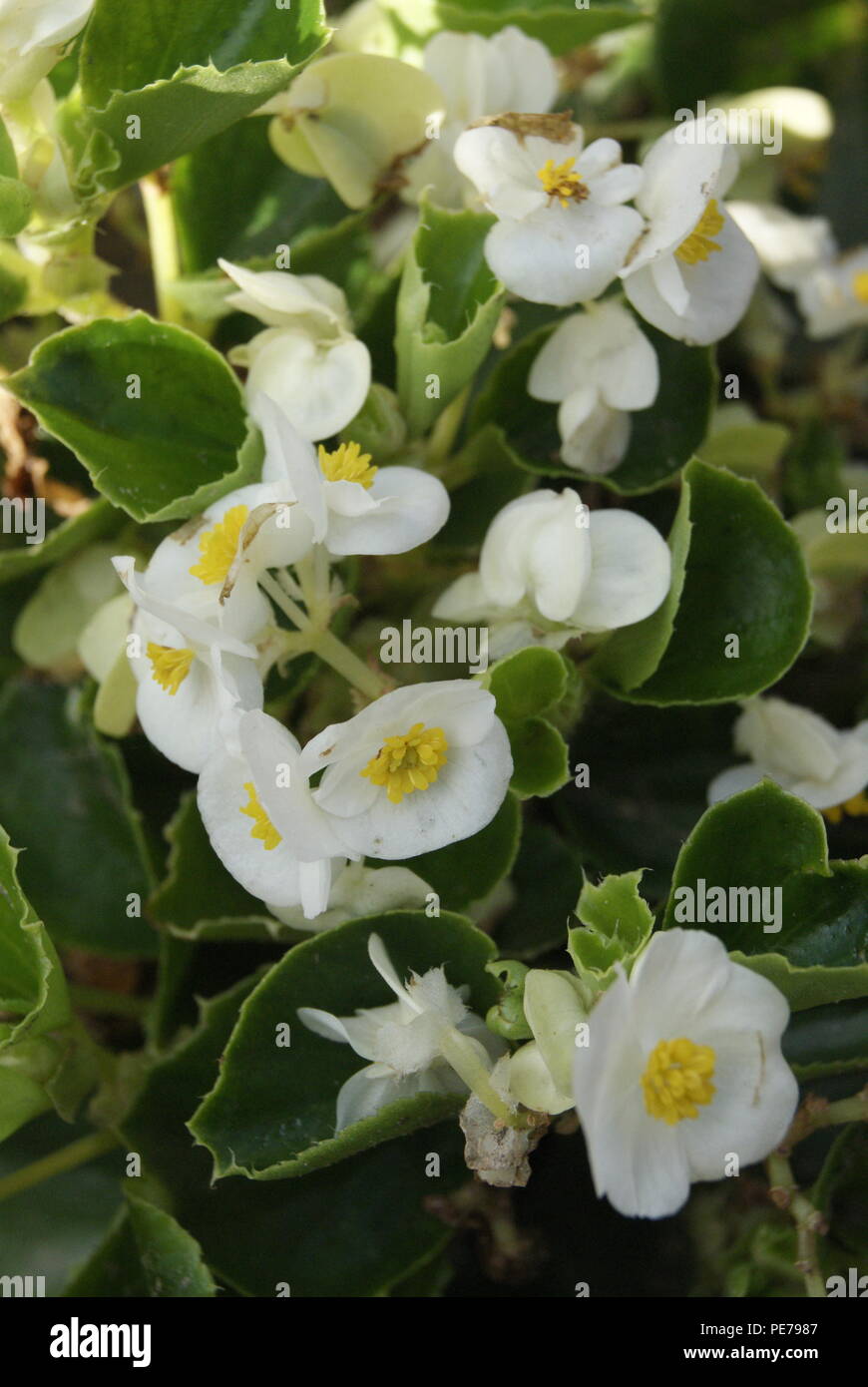 fleurs de France Stock Photo - Alamy