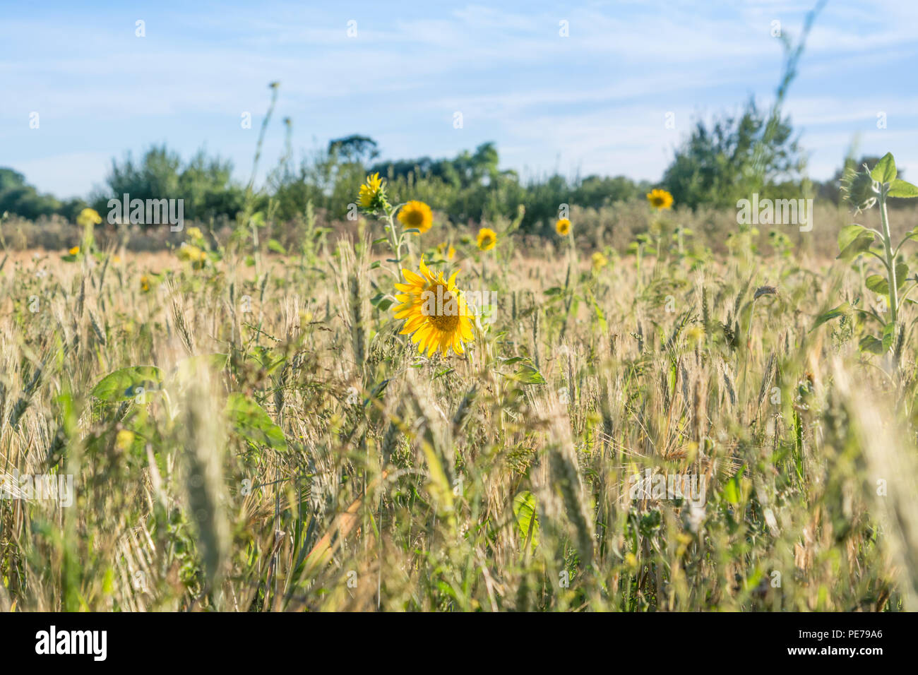 Sunflowers in a corn field Stock Photo - Alamy