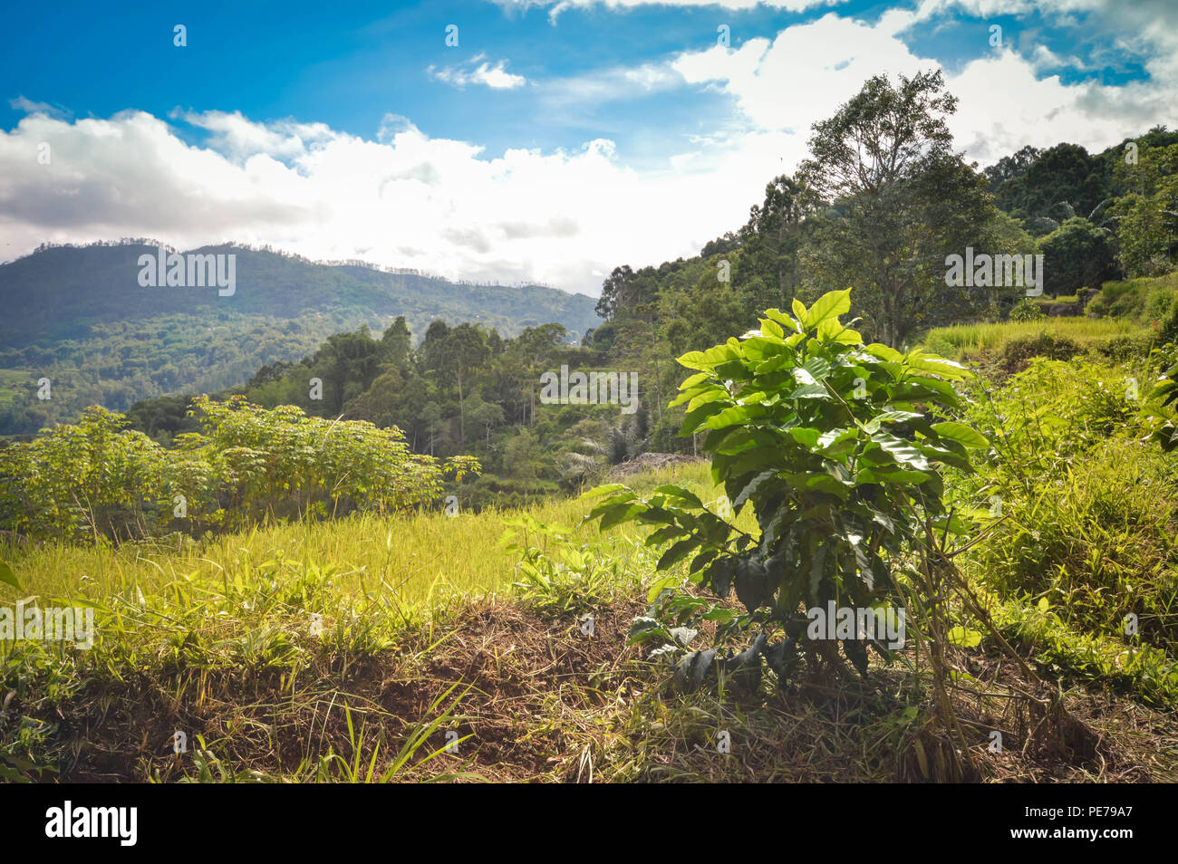 Coffee plantation in Tana Toraja, Rantepao in South Sulawesi, Indonesia ...