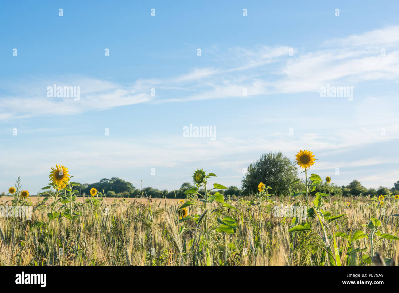 Sunflowers in a corn field Stock Photo - Alamy