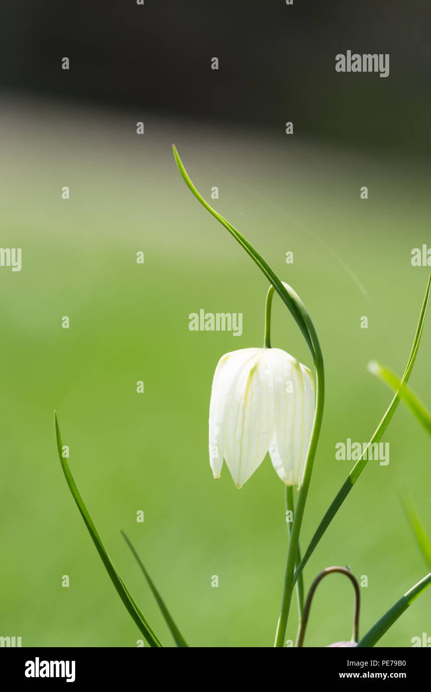 White snakeshead fritillary hi-res stock photography and images - Alamy
