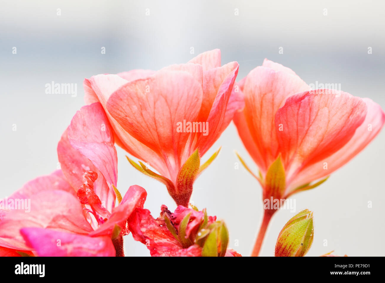 Pink Geranium in close up, horizontal image Stock Photo - Alamy