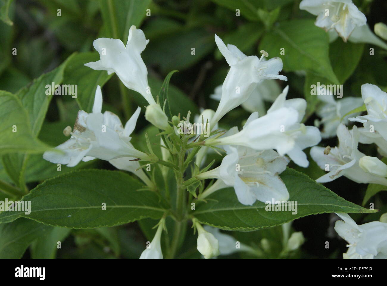 fleurs de France Stock Photo - Alamy