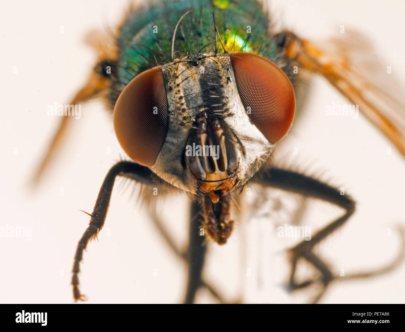Extreme close up face fly hi-res stock photography and images - Alamy