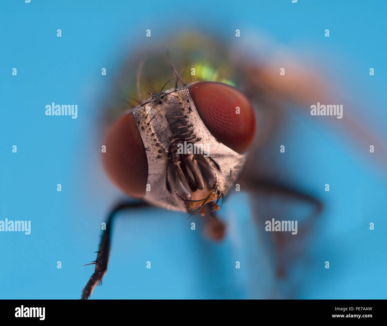 Extreme close up face fly hi-res stock photography and images - Alamy