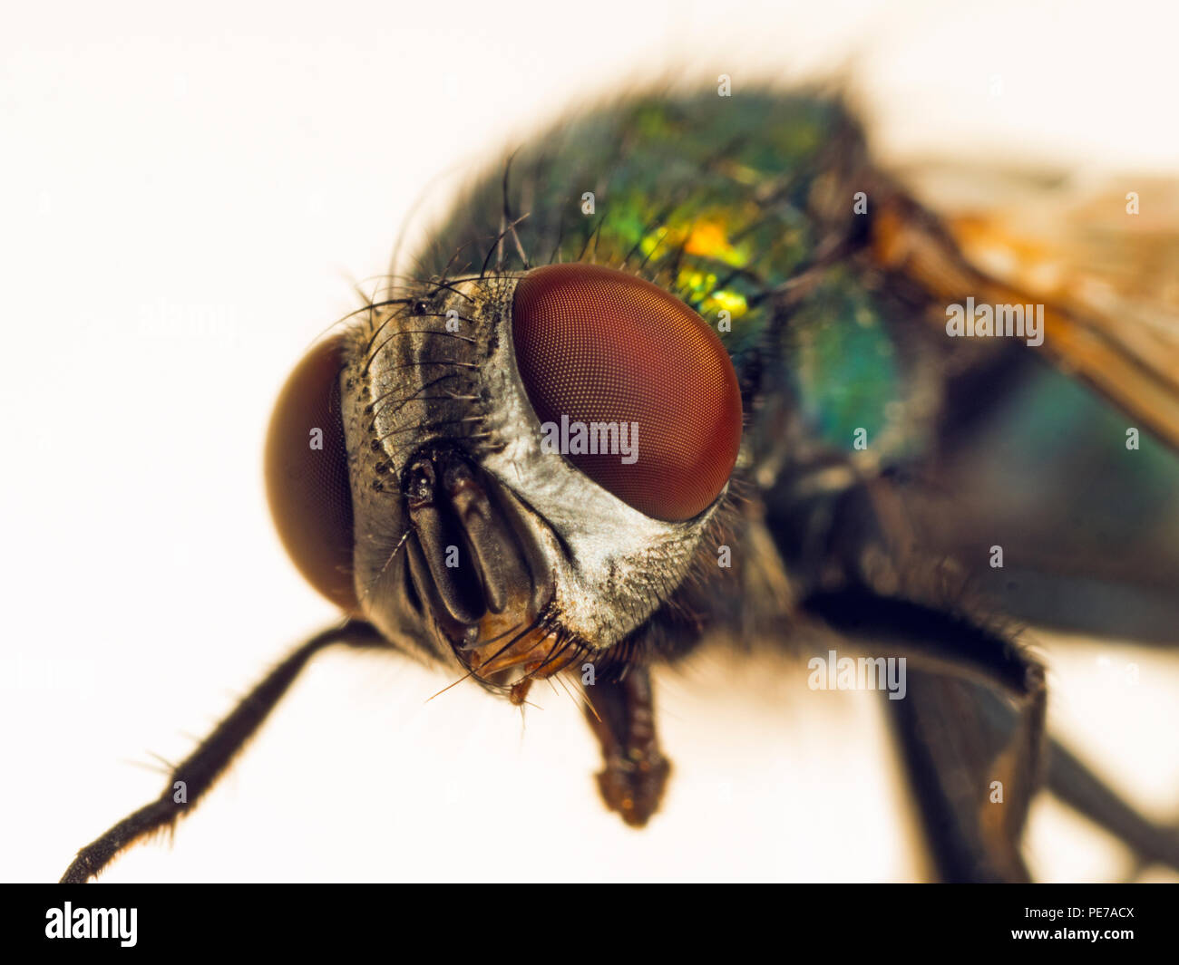 Extreme close up face fly hi-res stock photography and images - Alamy