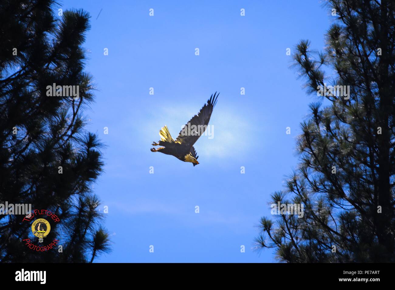 Bald eagle dive Stock Photo - Alamy