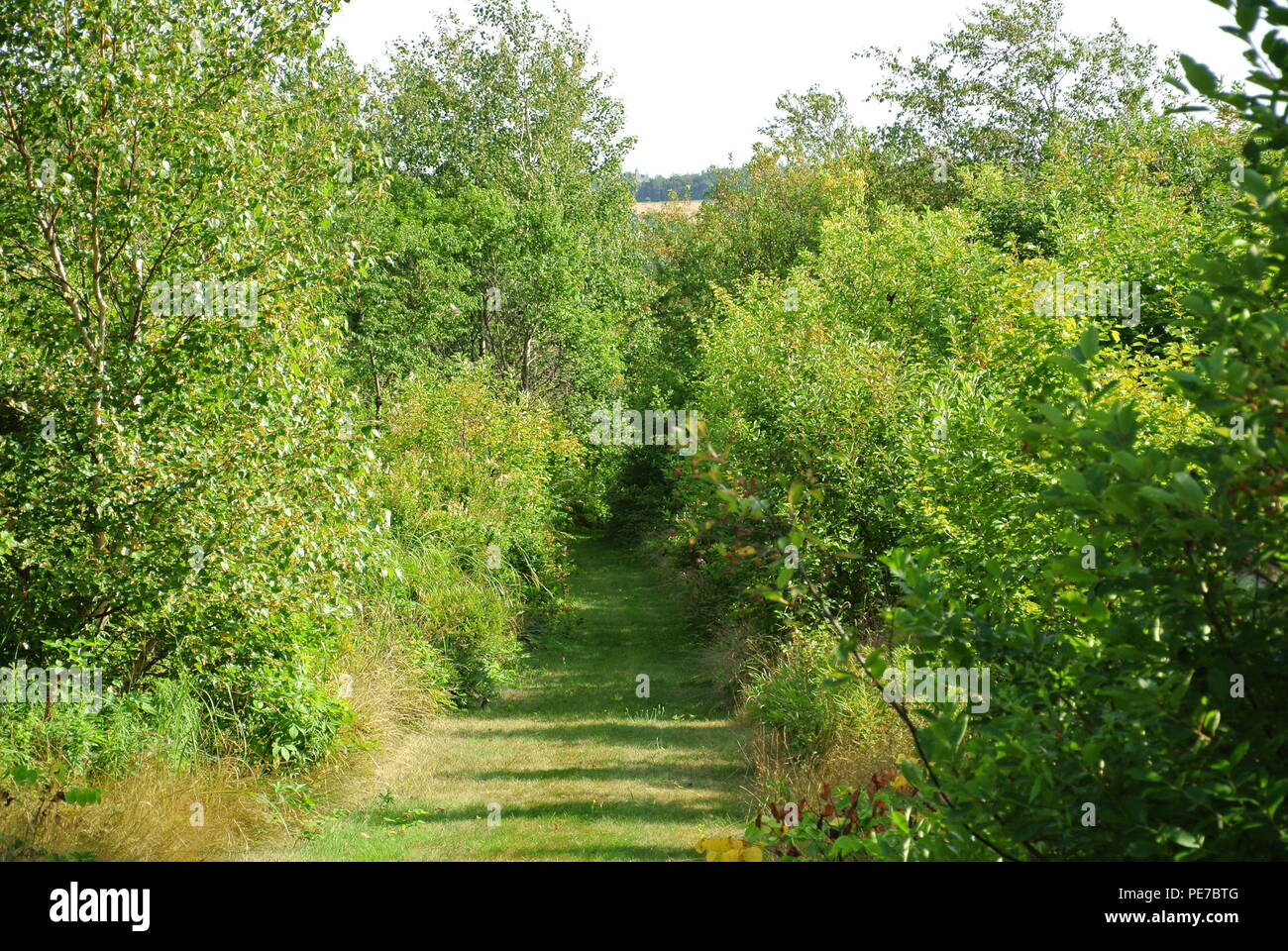 Green grass path through the woods on Prince Edward Island, Canada ...