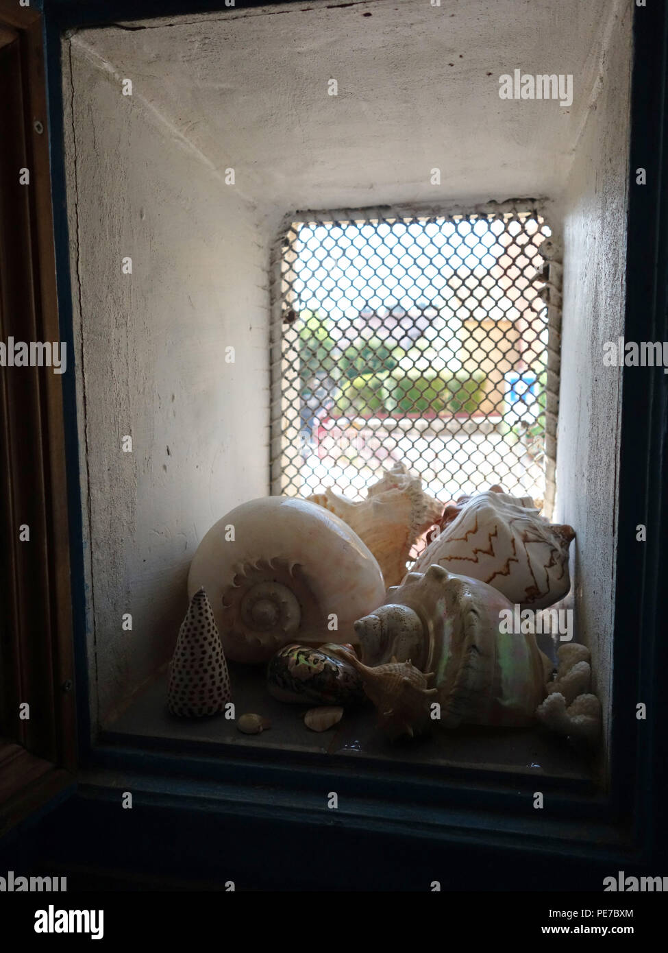 Large beach shell collection on window ledge Stock Photo - Alamy
