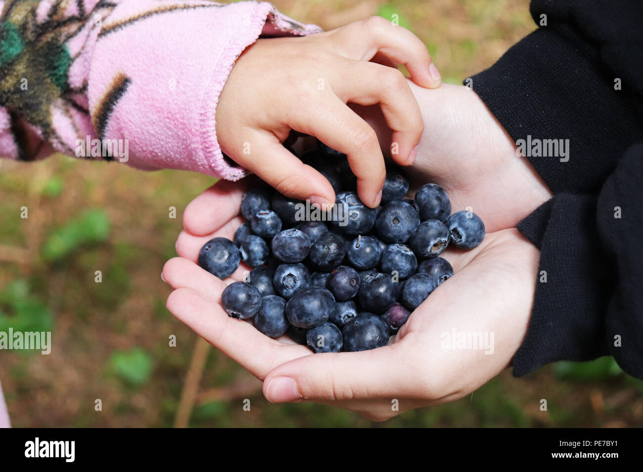 Two blueberry fruit hi-res stock photography and images - Alamy